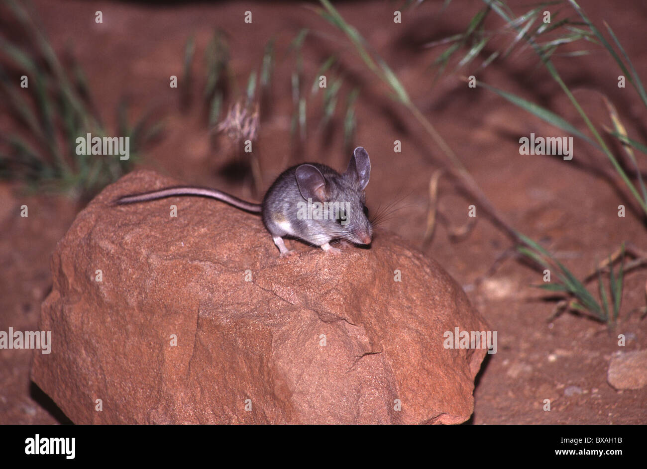 Canyonlands National Park Animal High Resolution Stock Photography and ...