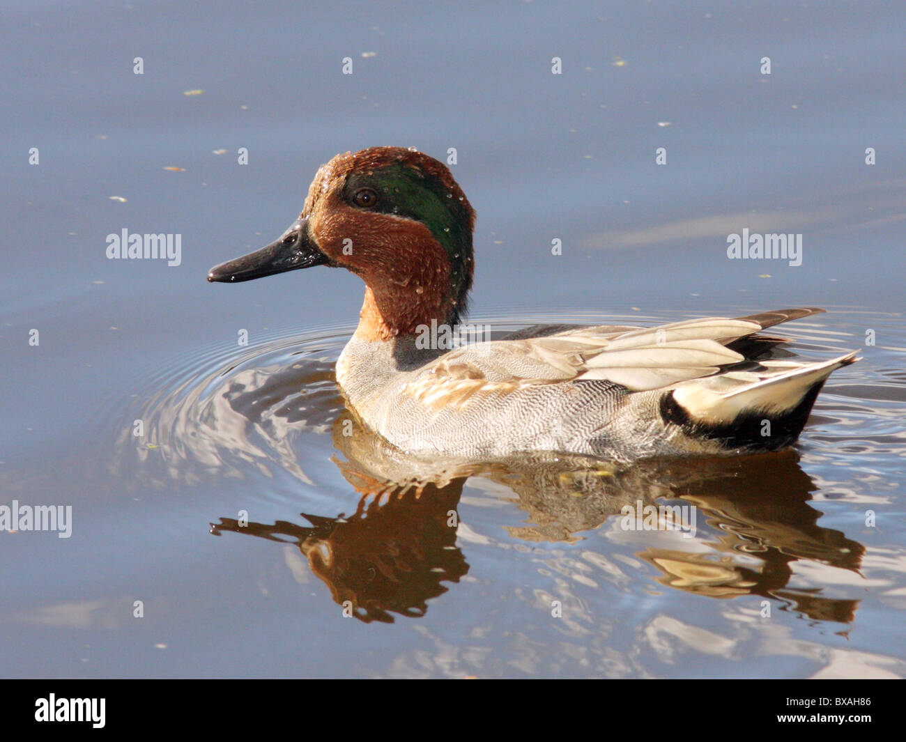North american green winged teal hi-res stock photography and images ...