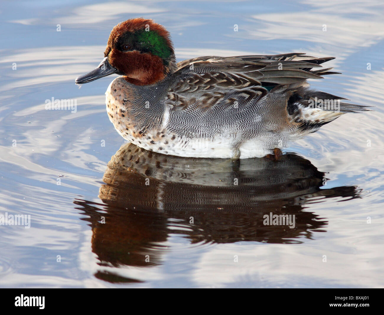 North american green winged teal hi-res stock photography and images ...
