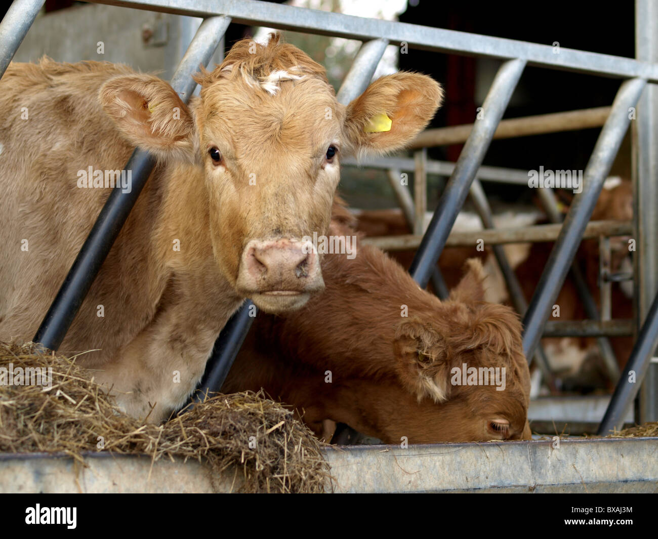 Jersey cattle hi-res stock photography and images - Alamy