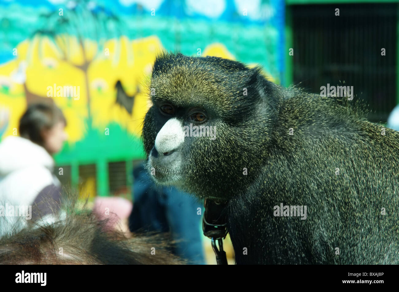 Monkey in a zoo on a chain in the summer in the open air Stock Photo ...