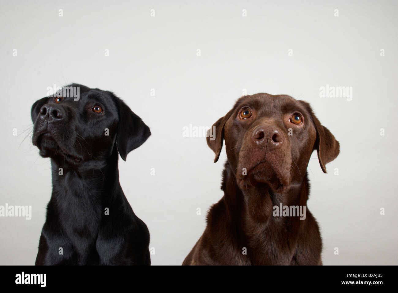 Black & chocolate Labrador retrievers Stock Photo - Alamy