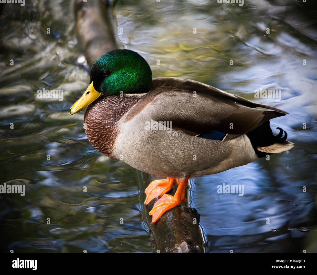 Mallard Duck on a branch Stock Photo - Alamy