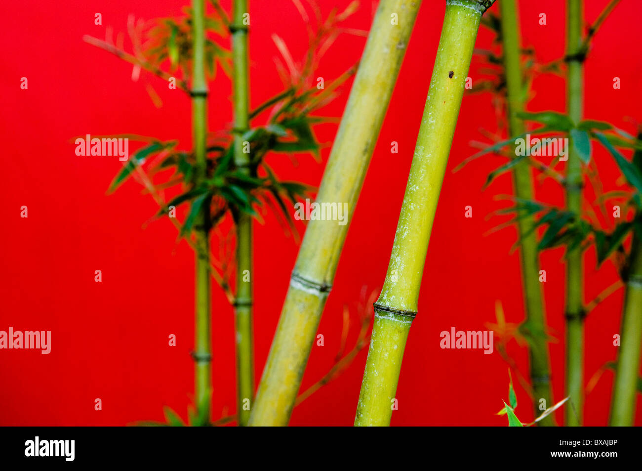 Bamboo on red background Stock Photo - Alamy