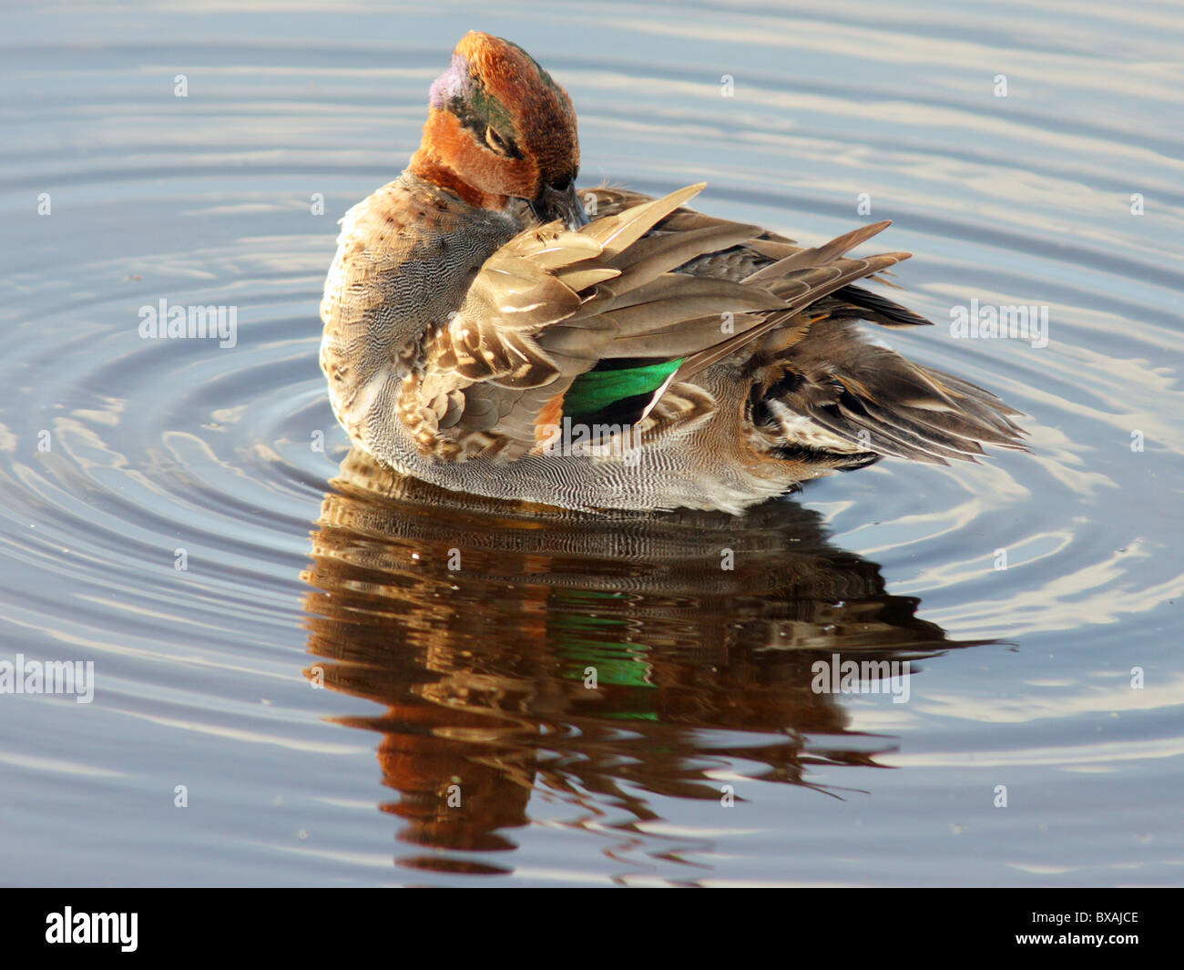 North american green winged teal hi-res stock photography and images ...