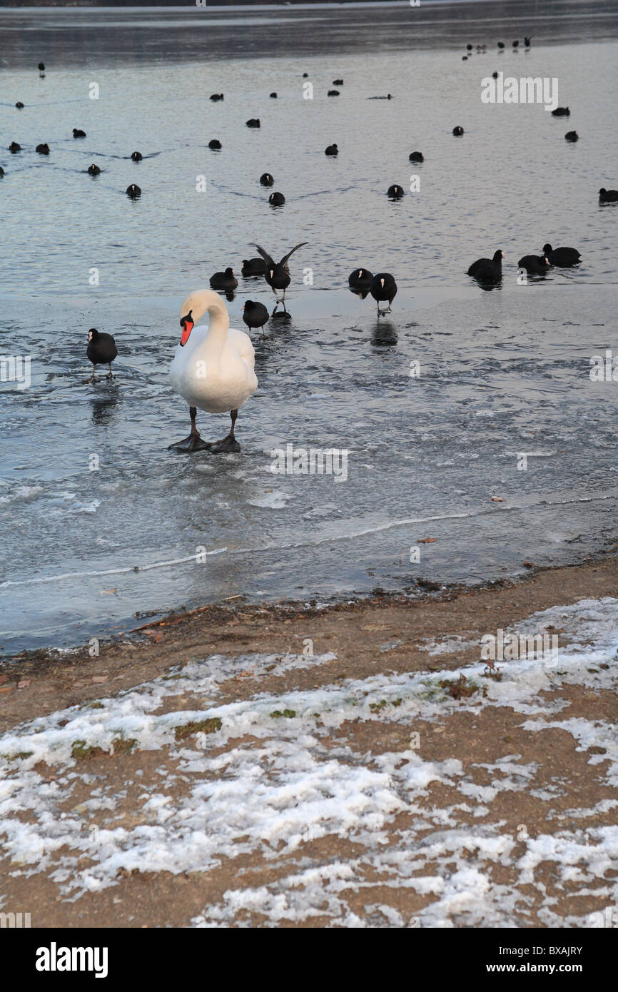 Winter Parkland Scenes Nottingham England Stock Photo - Alamy