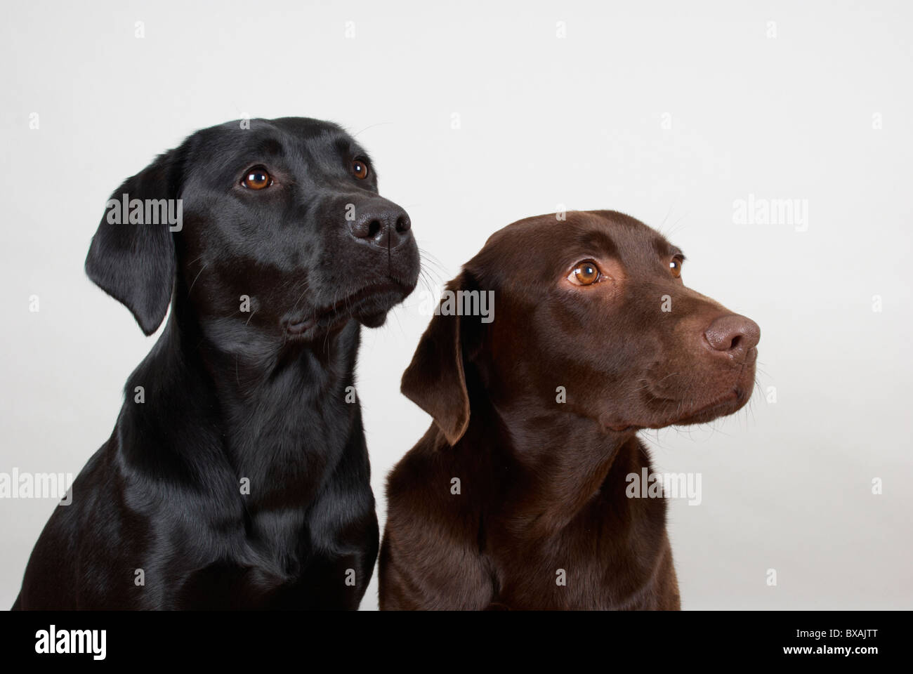 Black & chocolate Labrador retrievers Stock Photo - Alamy
