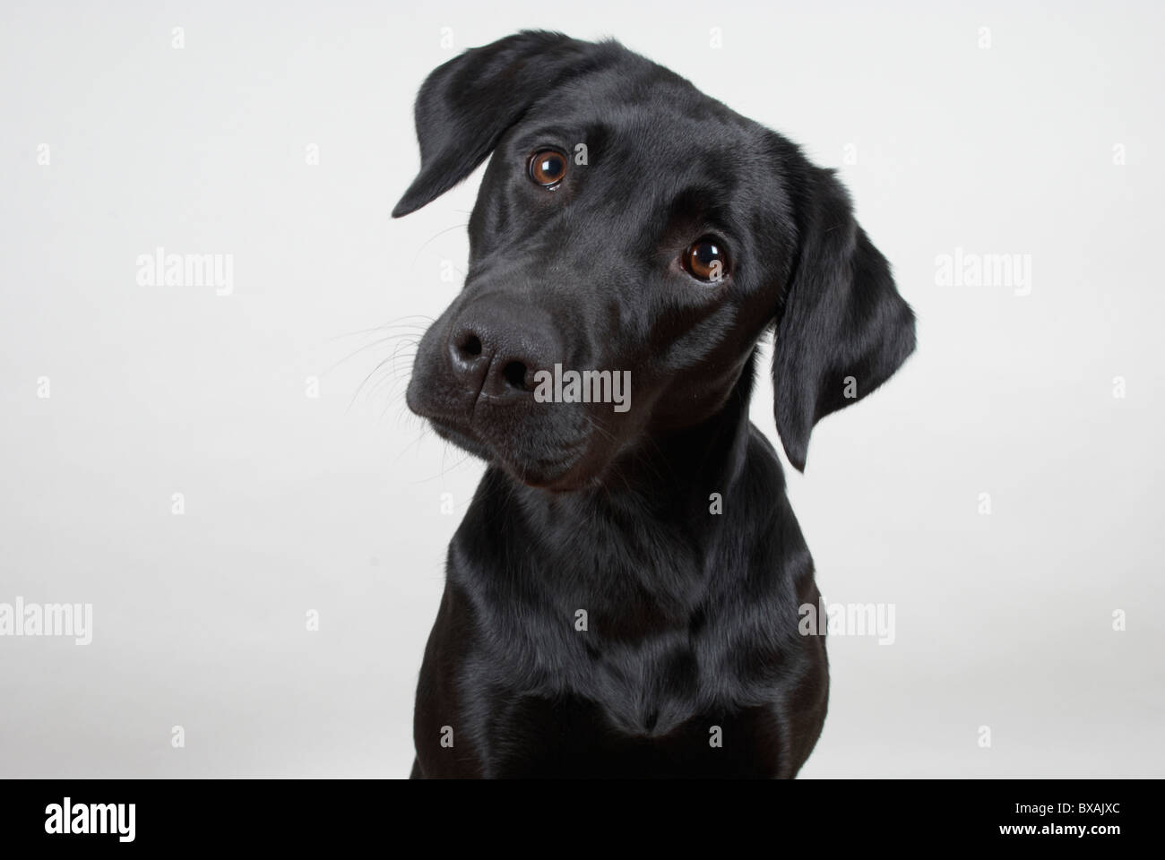 1 year old black Labrador retriever Stock Photo - Alamy