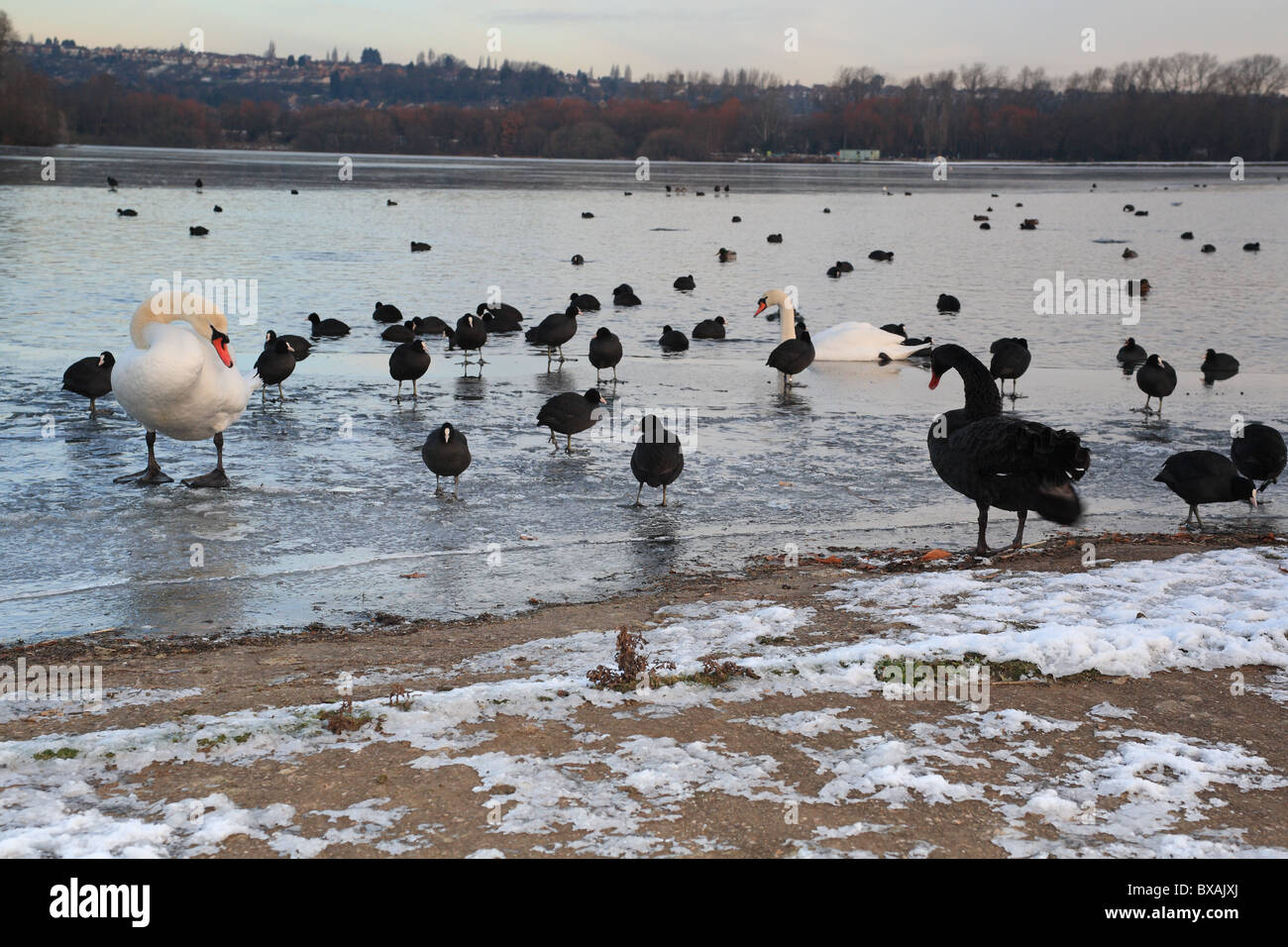 Nottingham colwick country park winter hi-res stock photography and ...