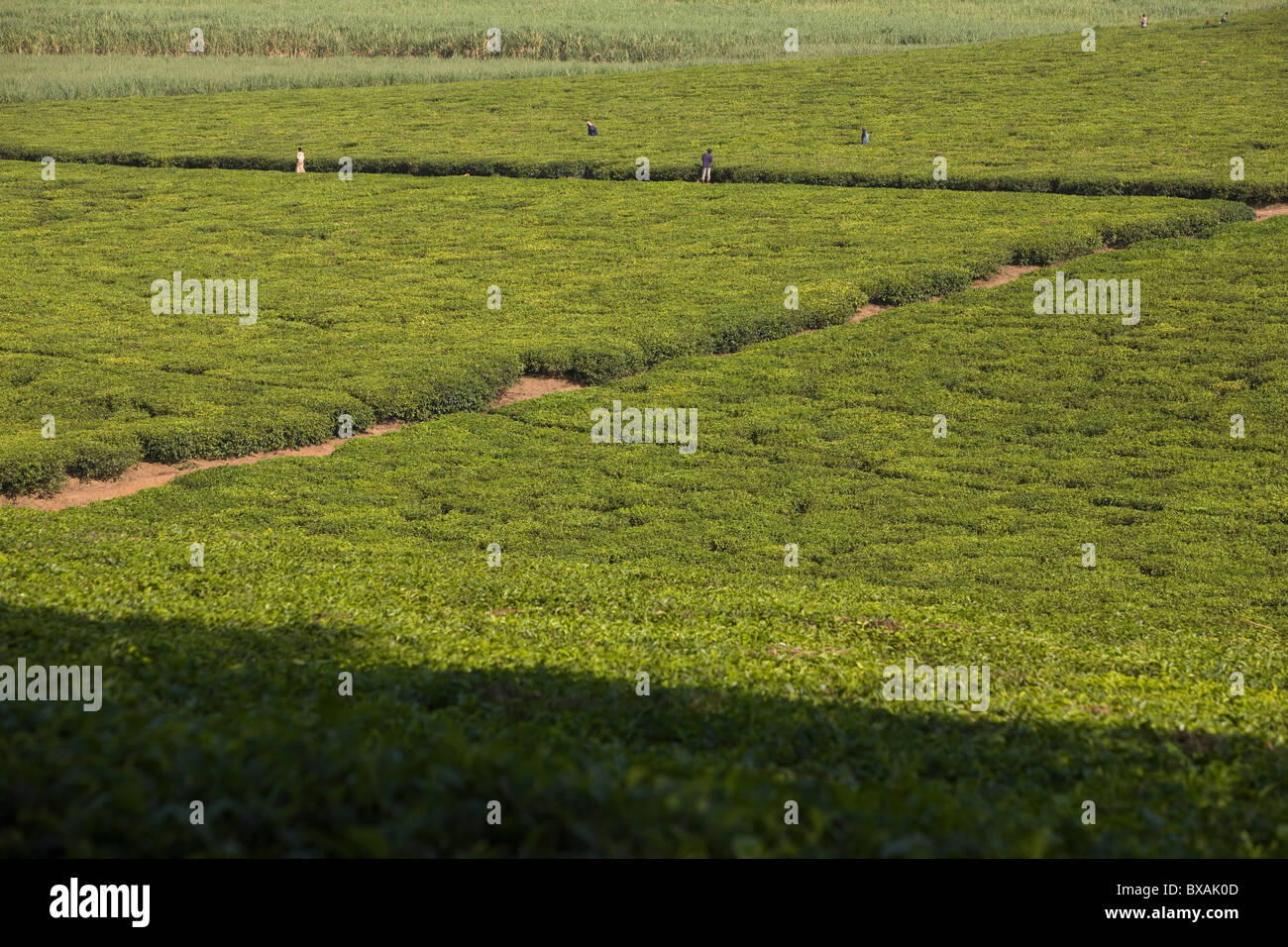 African tea plantations hi-res stock photography and images - Alamy