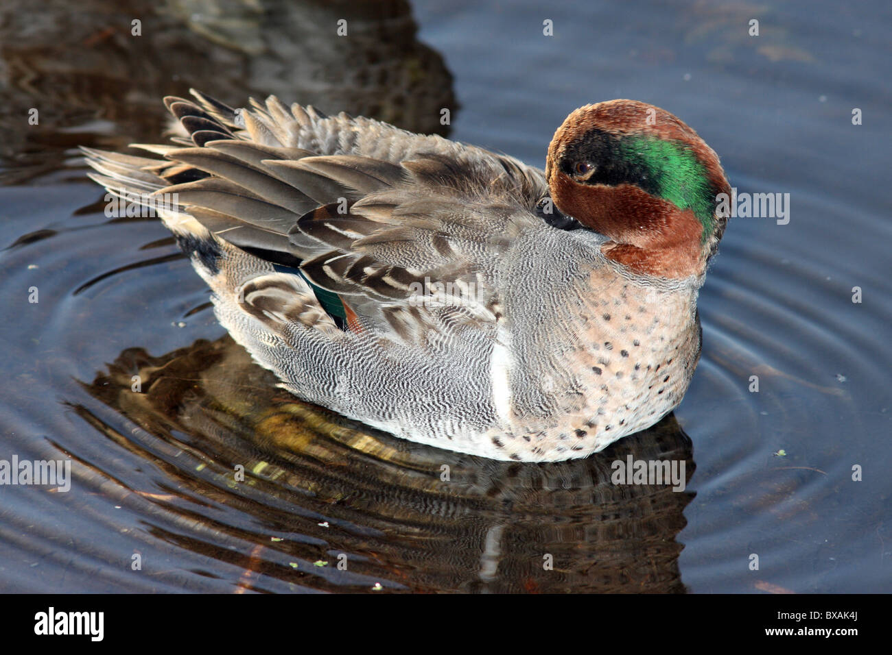 North american green winged teal hi-res stock photography and images ...
