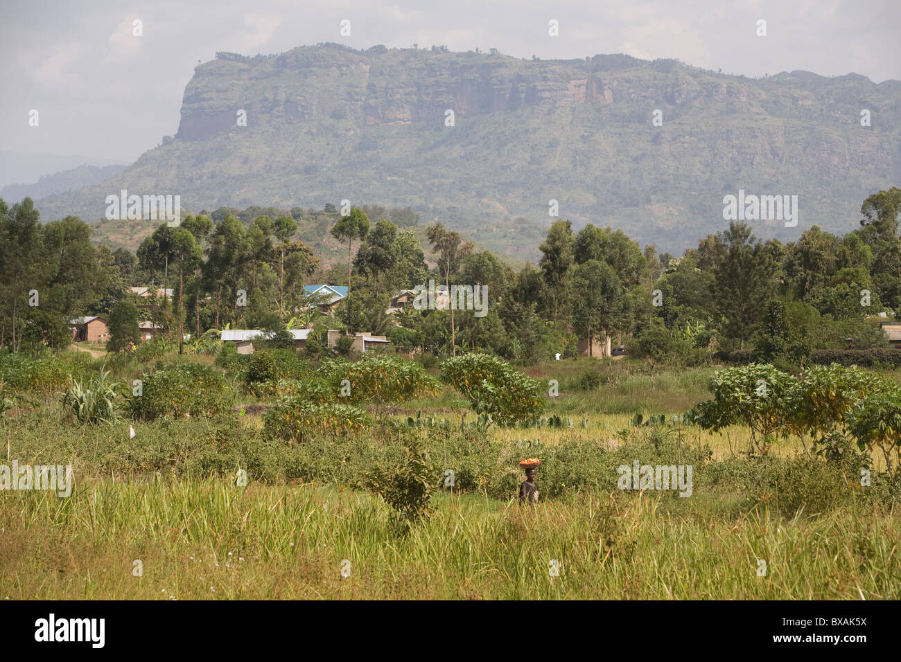 Wanale Ridge is a foothill of Mount Elgon, Mbale, Uganda, East Africa ...