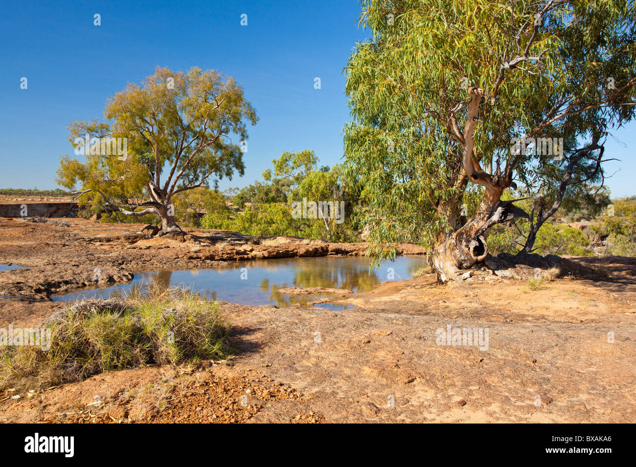Gnarled gum tree by a waterhole at Scrammy Gorge in Bladensburg ...