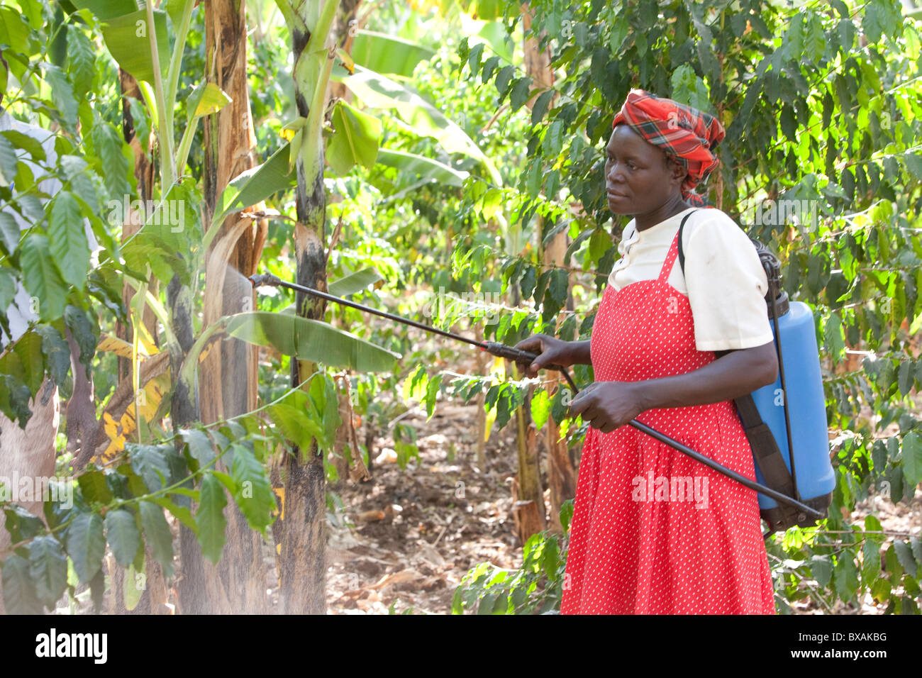 A woman sprays insecticide on her coffee trees in Buwanyanga Village ...