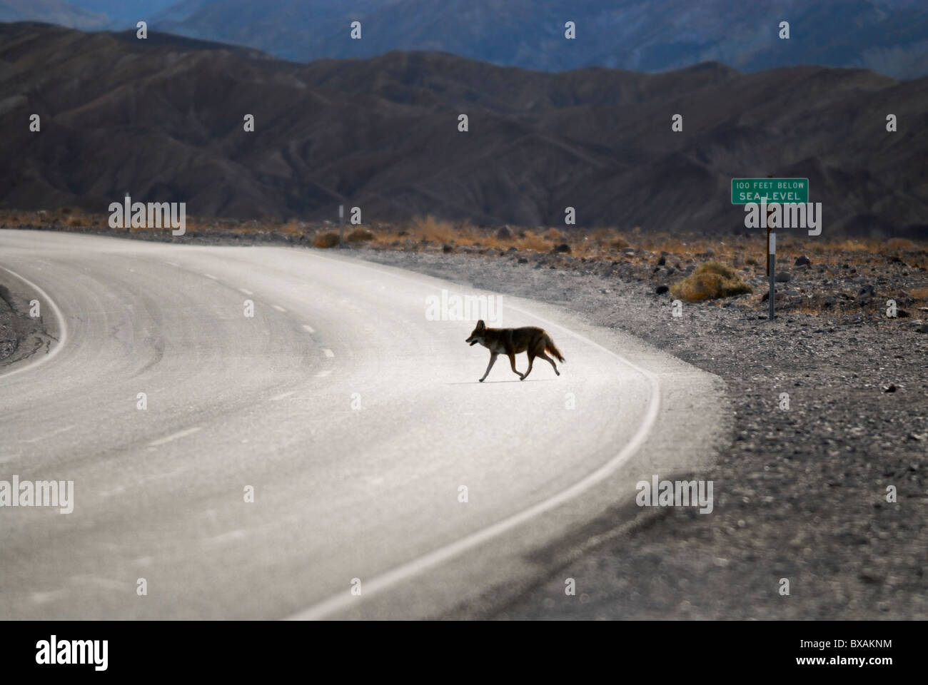 Coyote warning sign hi-res stock photography and images - Alamy