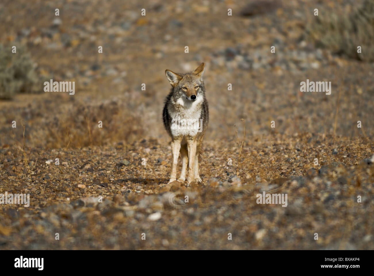 Coyote warning sign hi-res stock photography and images - Alamy