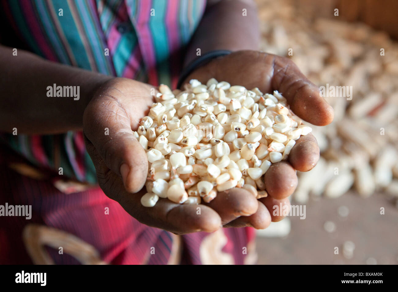 Farmer handful harvested corn kernels hi-res stock photography and ...