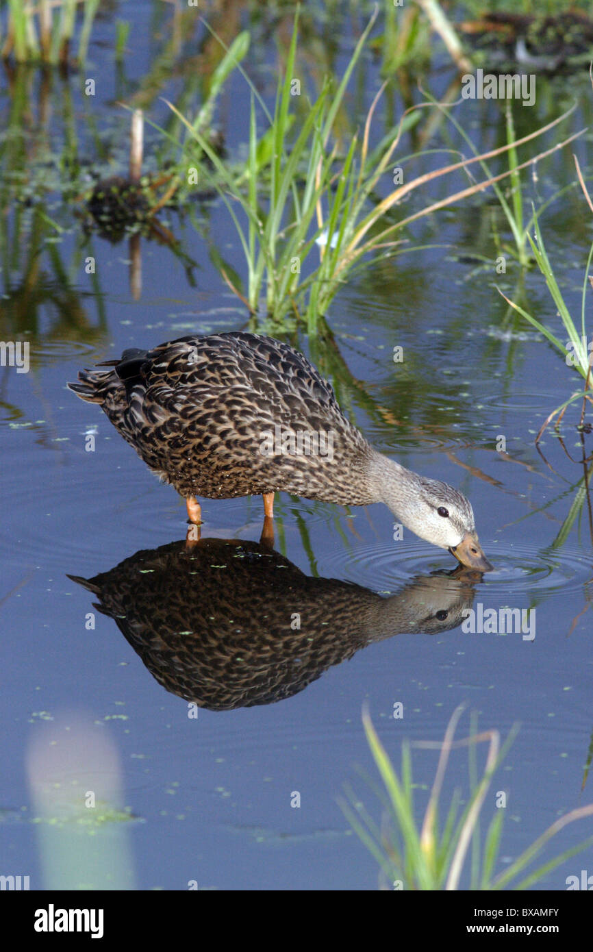 Mottled duck hi-res stock photography and images - Alamy