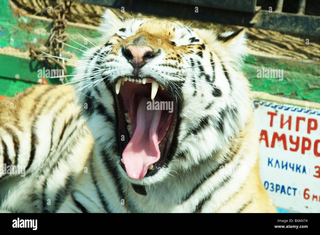 Ussuriisk tiger in a mobile zoo without a cage Stock Photo - Alamy