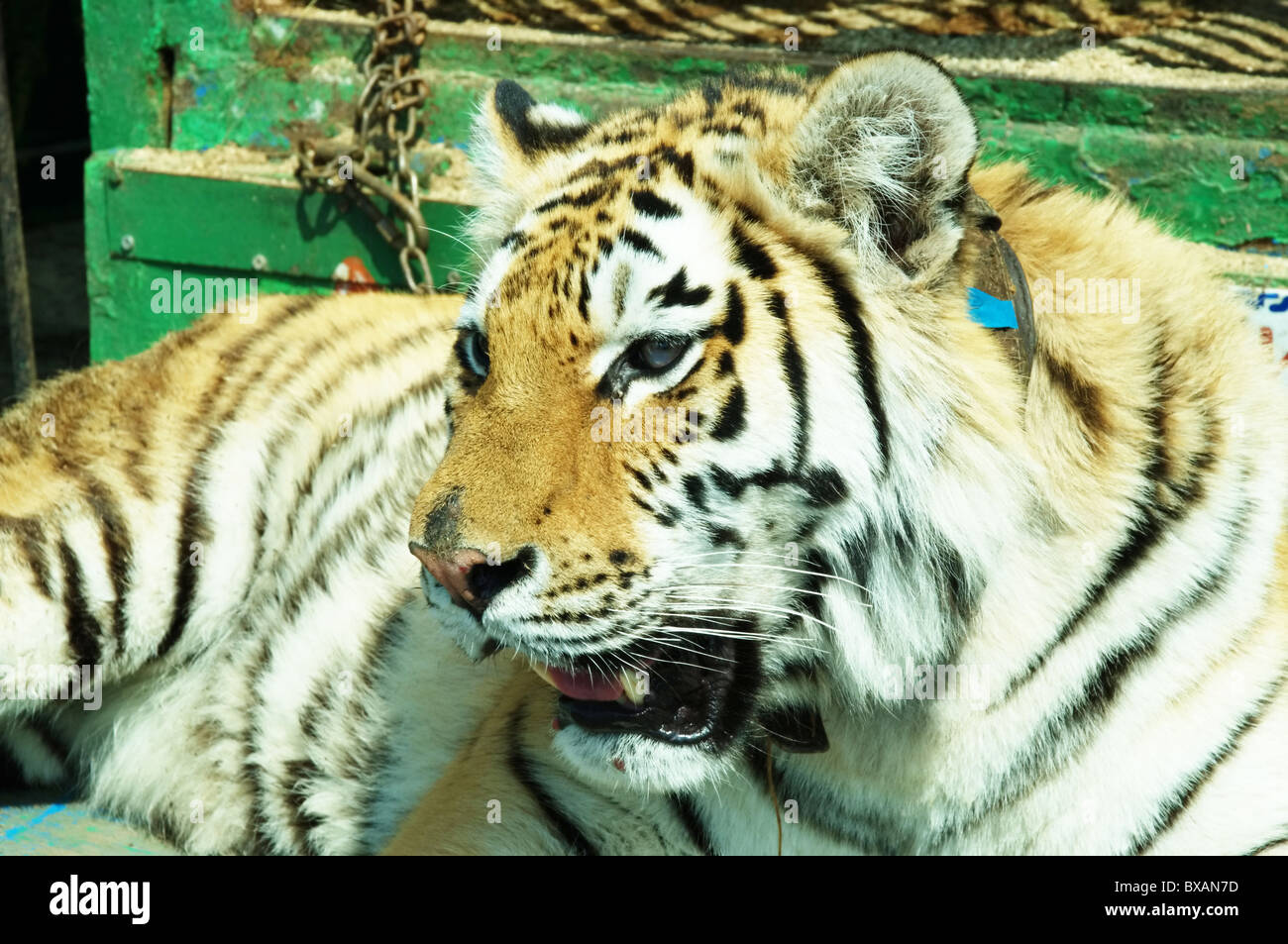 Ussuriisk tiger in a mobile zoo without a cage Stock Photo - Alamy
