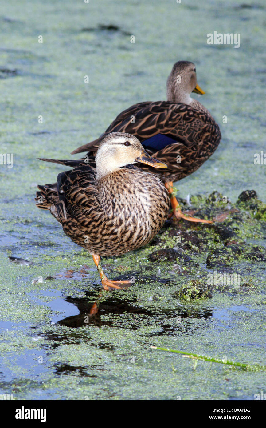 Mottled duck hi-res stock photography and images - Alamy