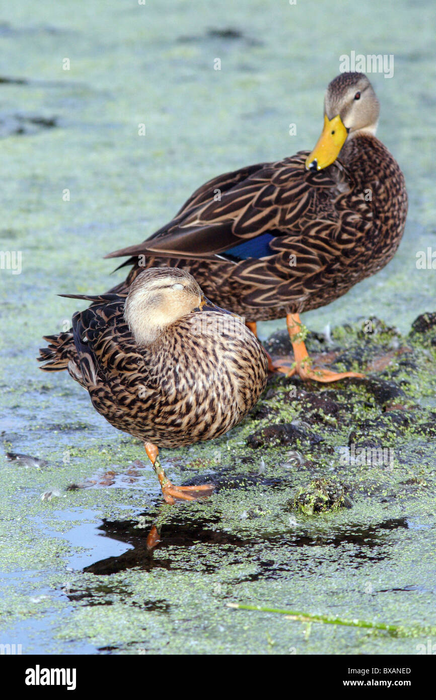 Mottled duck hi-res stock photography and images - Alamy