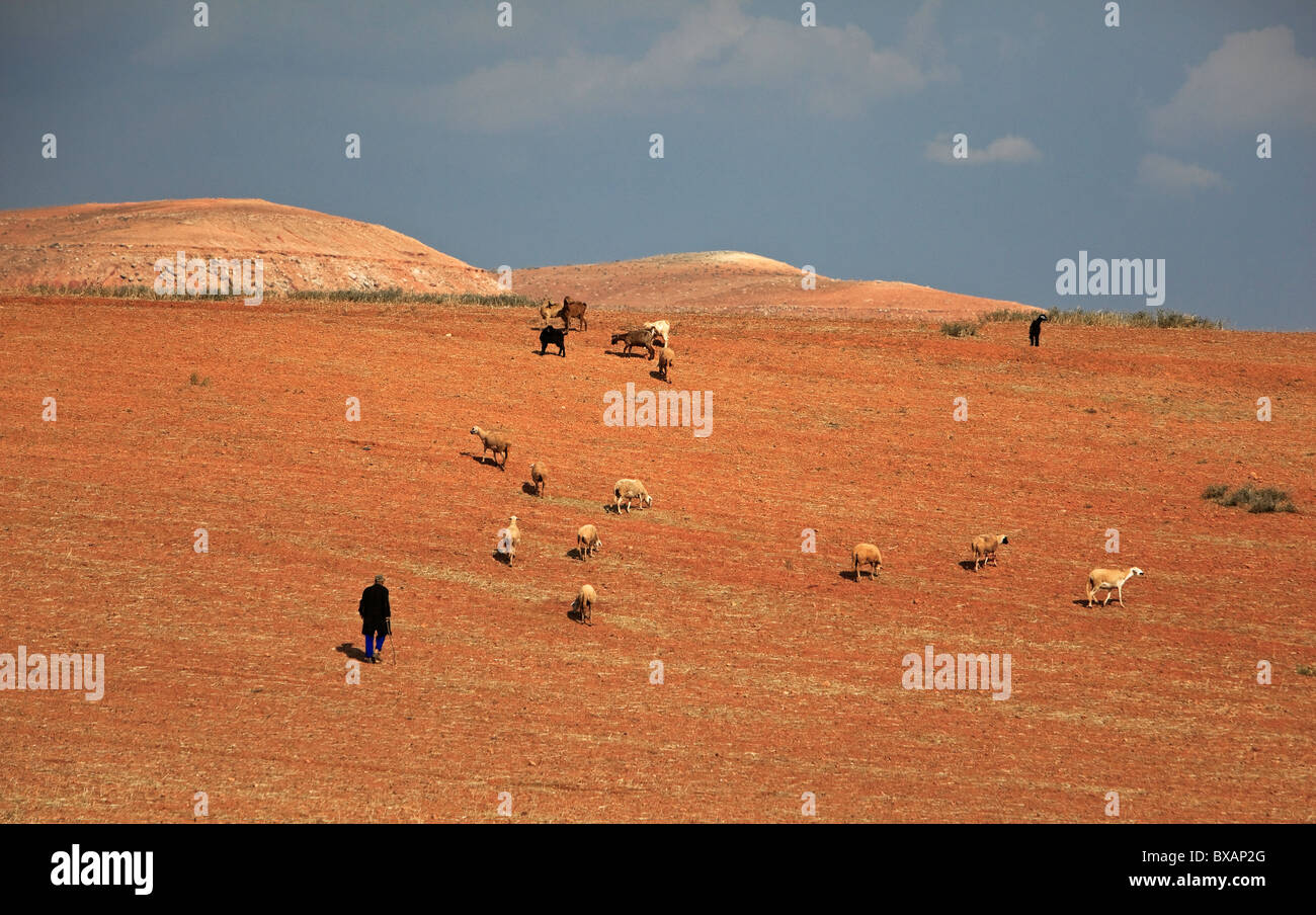 Shepherd and sheep in the countryside of Morocco Stock Photo - Alamy