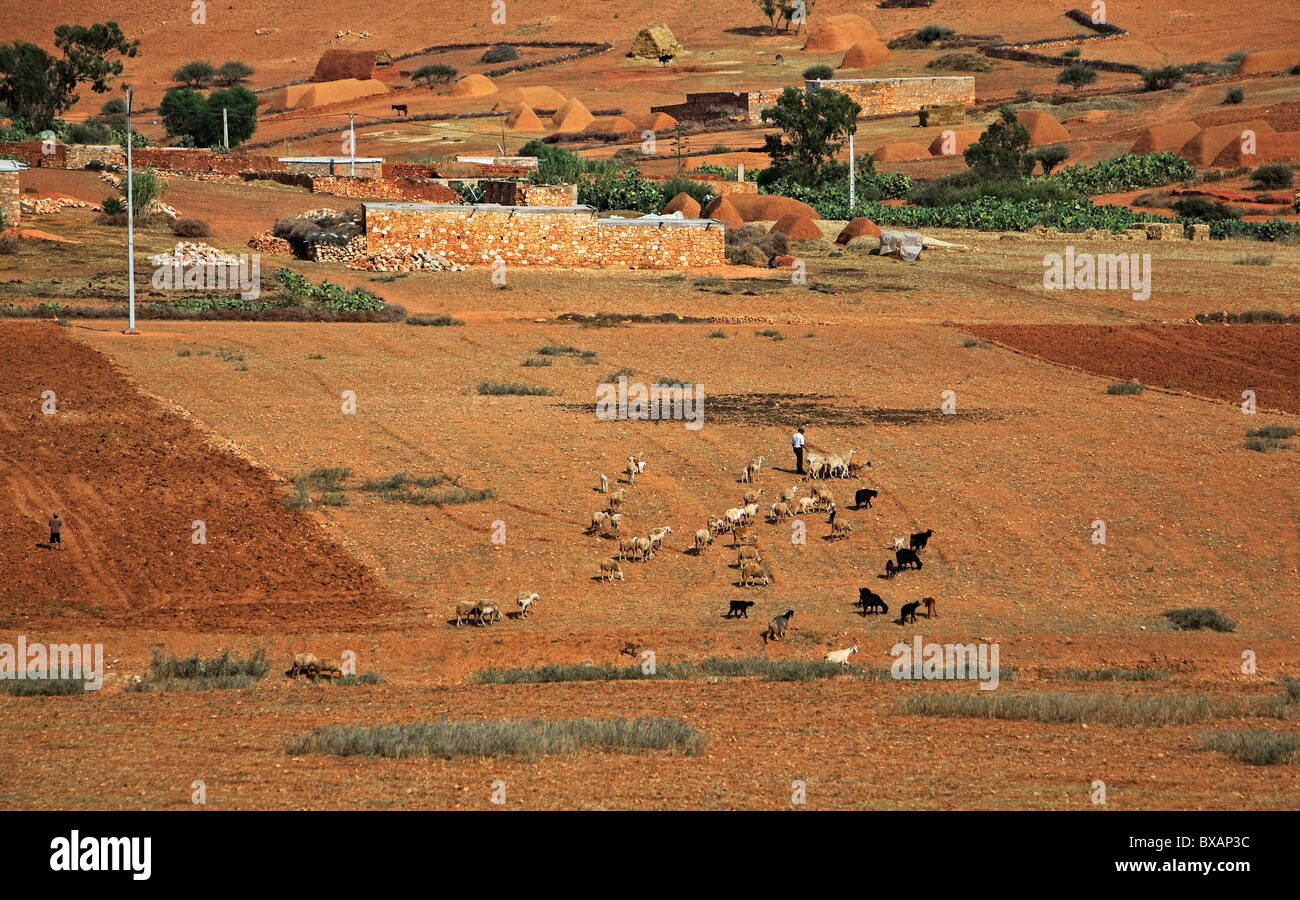 Shepherd and sheep in the countryside of Morocco Stock Photo - Alamy