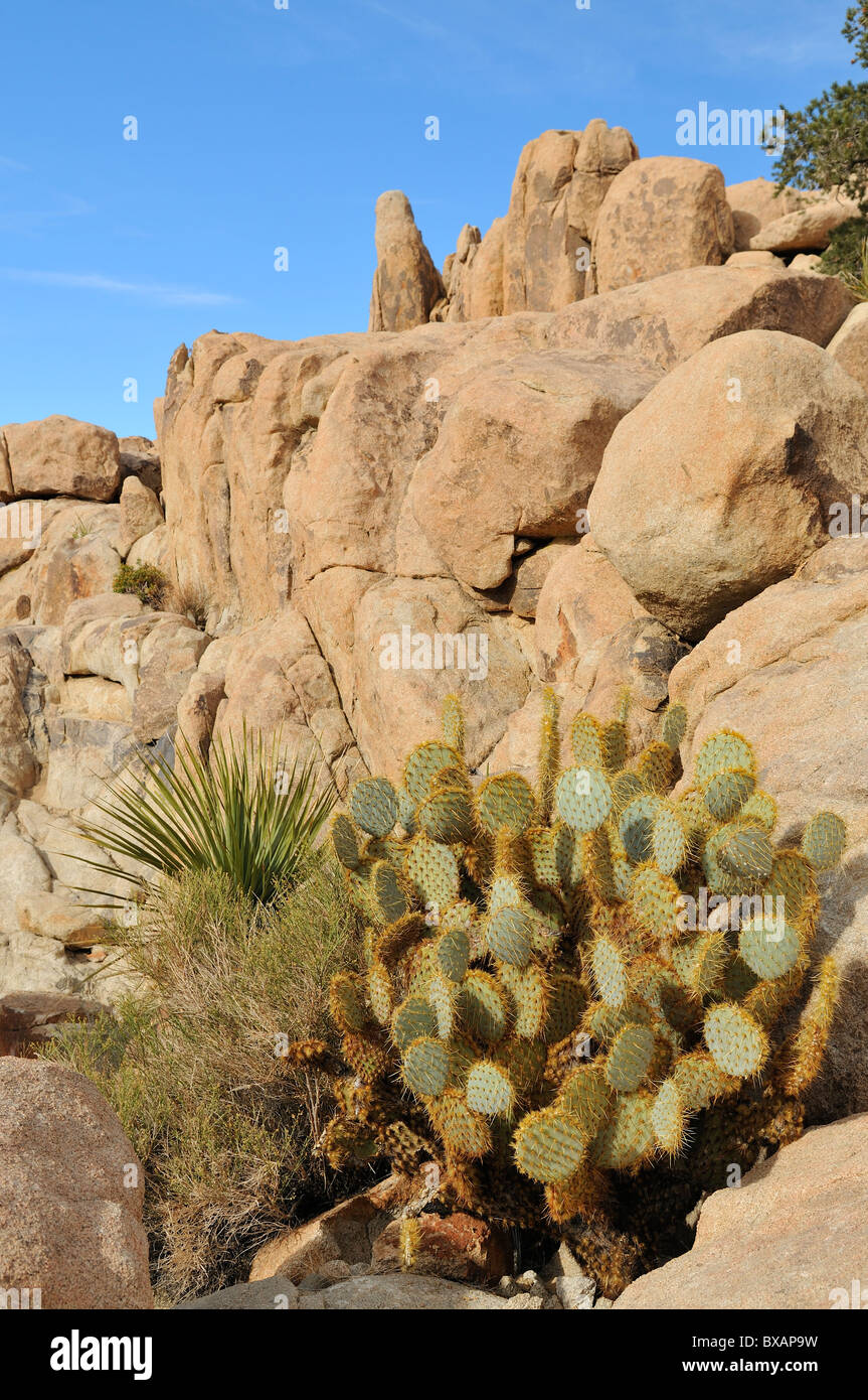 Close up joshua tree yucca hi-res stock photography and images - Alamy