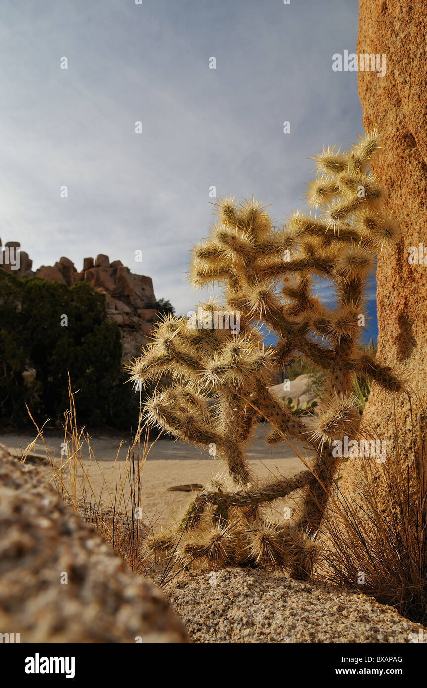 Hot desert joshua tree hi-res stock photography and images - Alamy