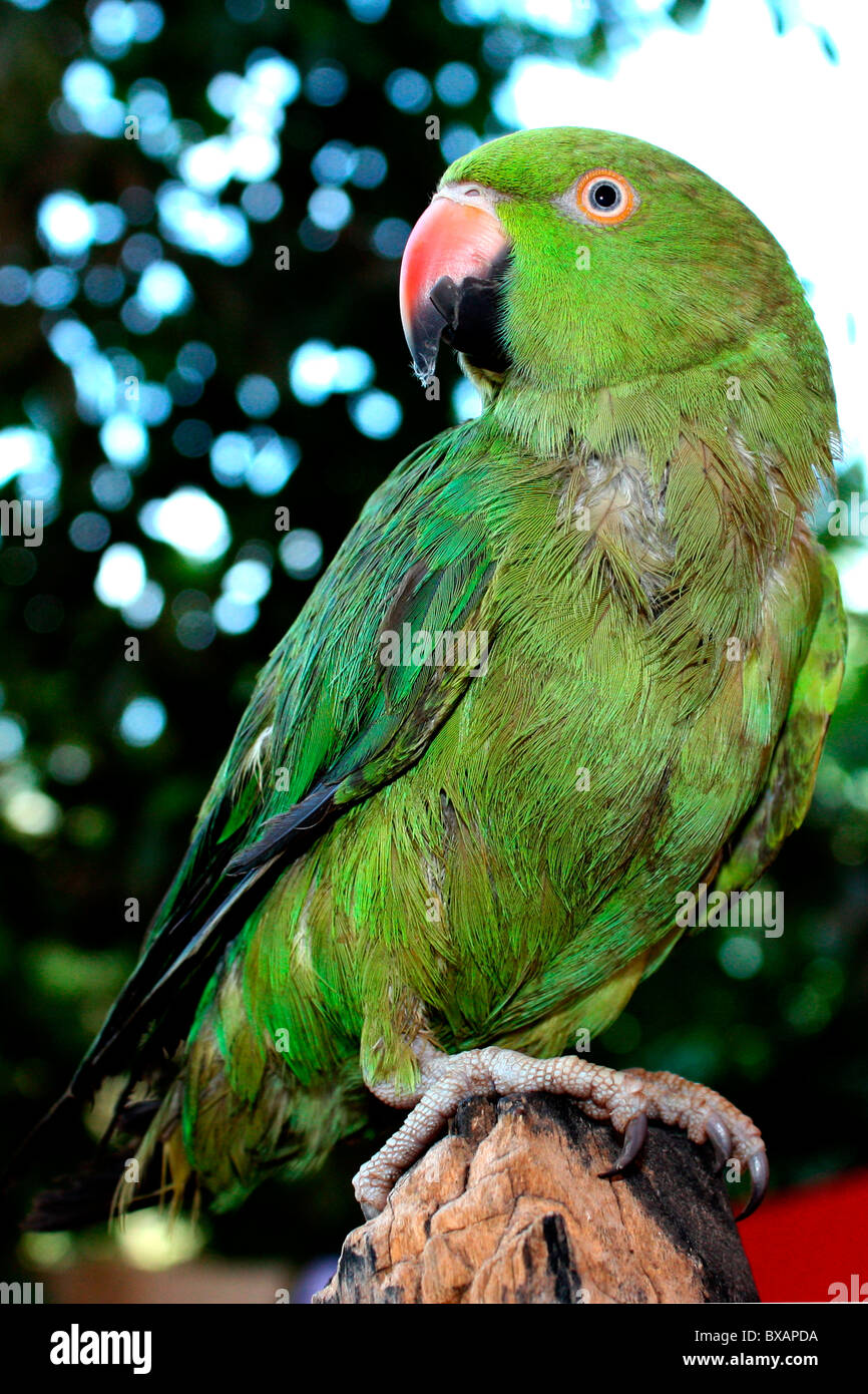 Psittacine hi-res stock photography and images - Alamy