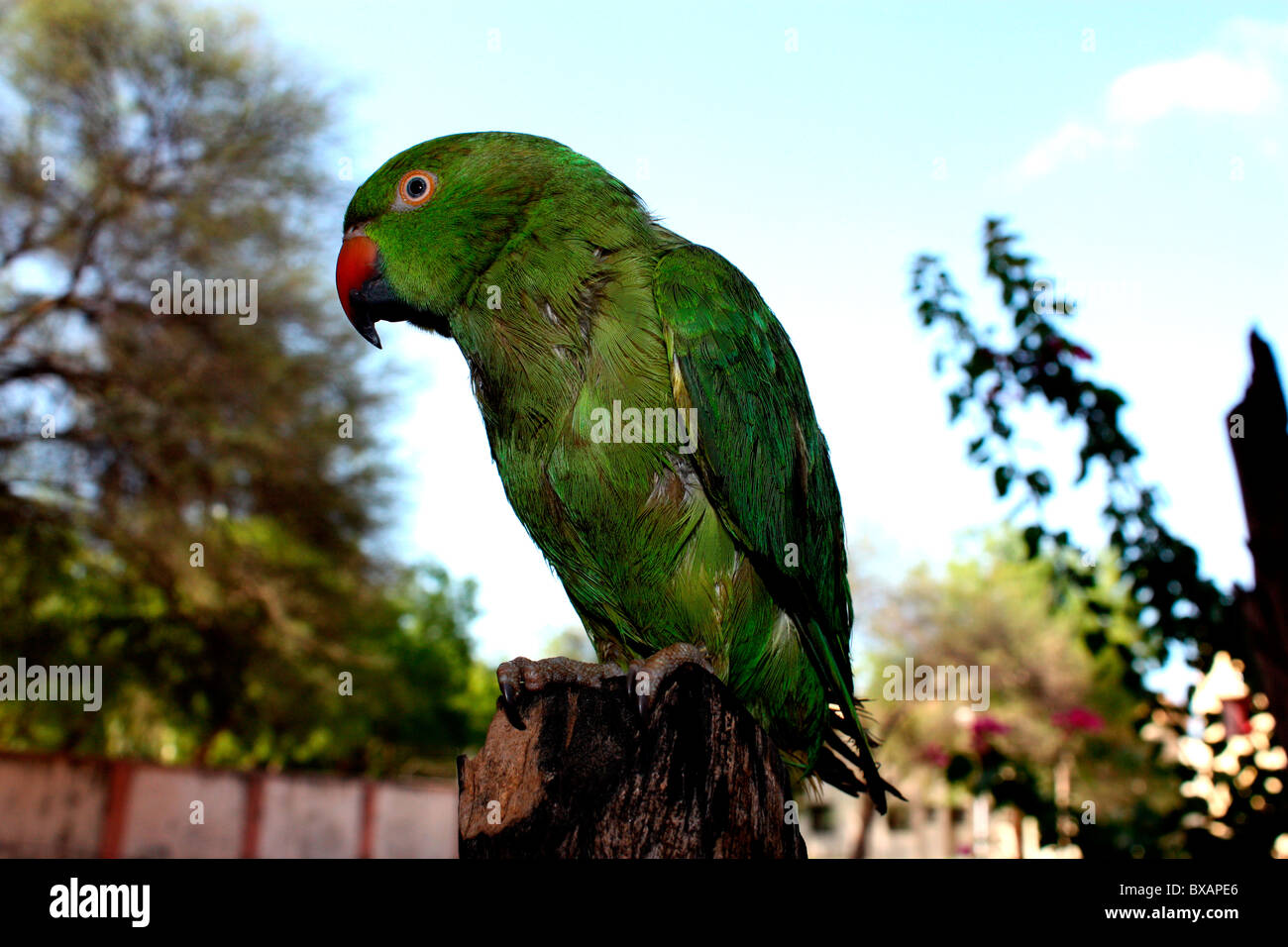Psittacine hi-res stock photography and images - Alamy