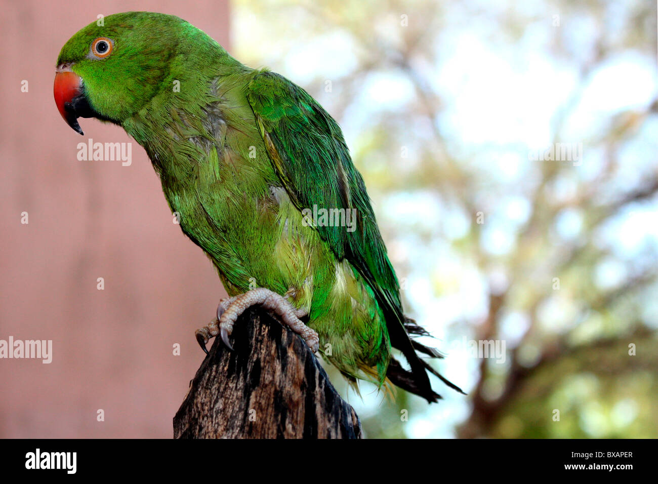 Psittacine hi-res stock photography and images - Alamy