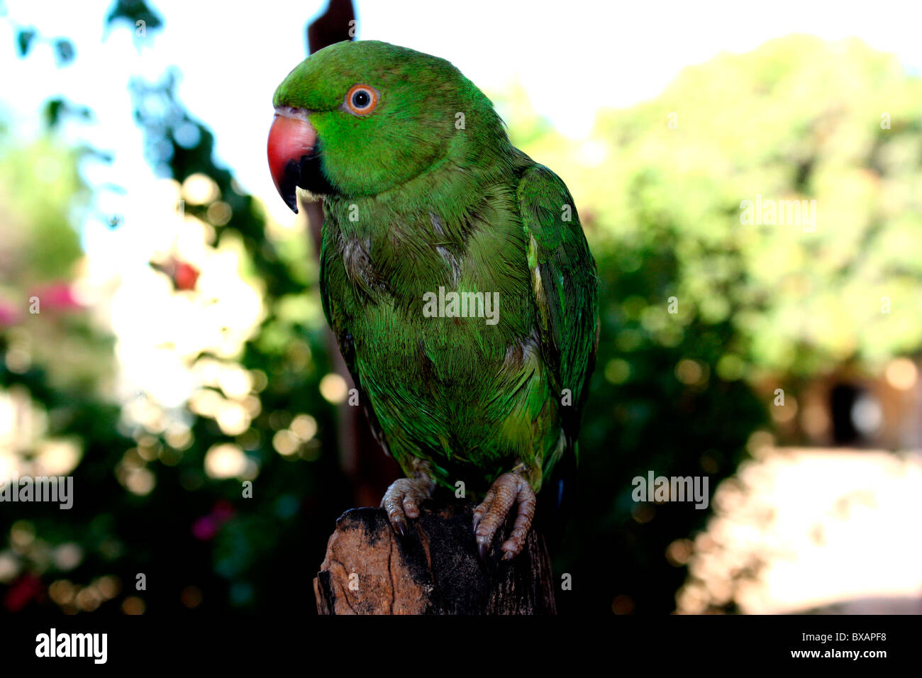 Psittacine hi-res stock photography and images - Alamy
