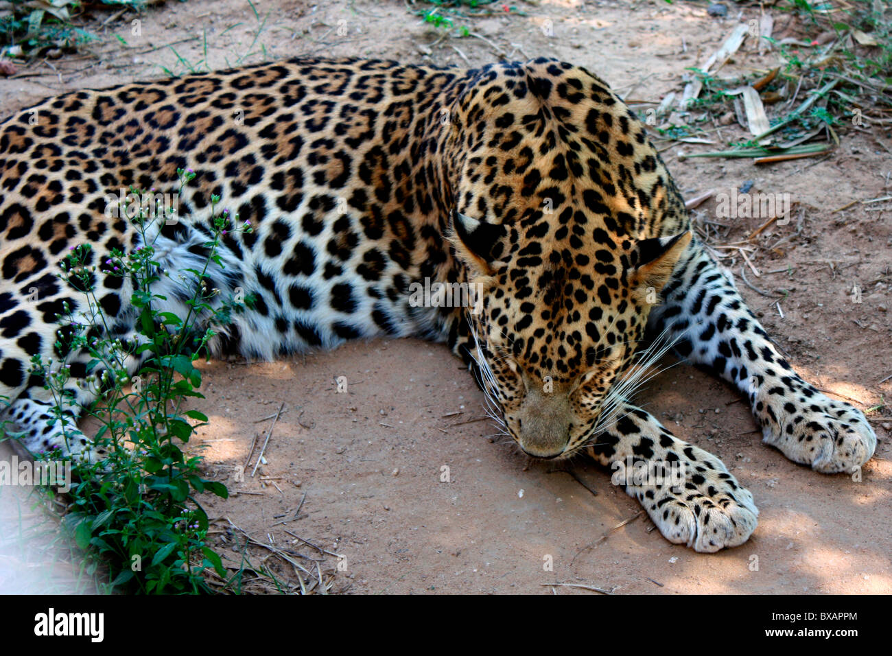 Leopard animal hi-res stock photography and images - Alamy
