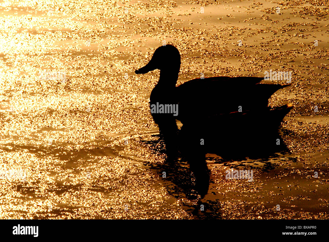 Duck Silhouettes
