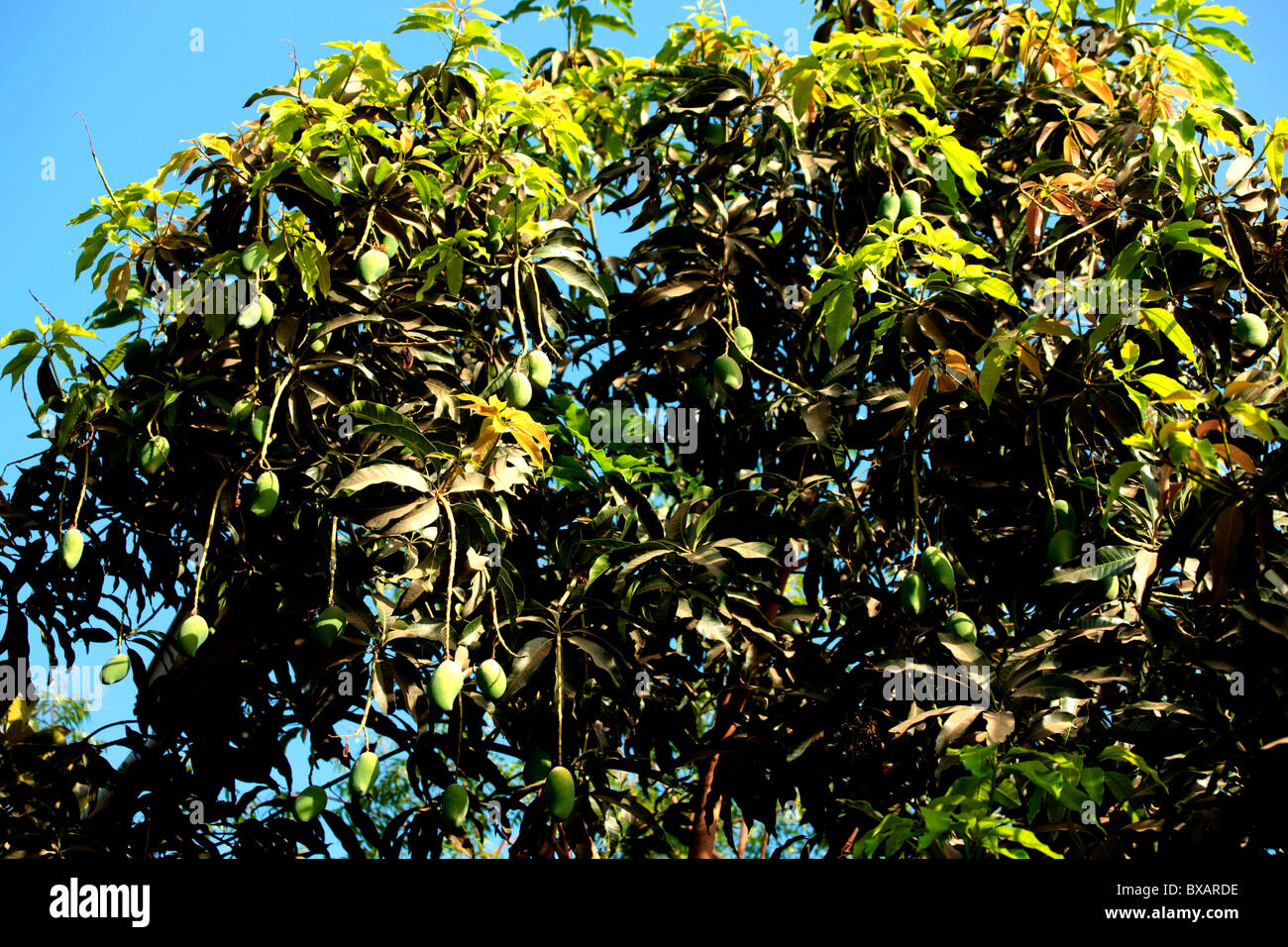 Mango Tree Fruit Stock Photos & Mango Tree Fruit Stock Images - Alamy