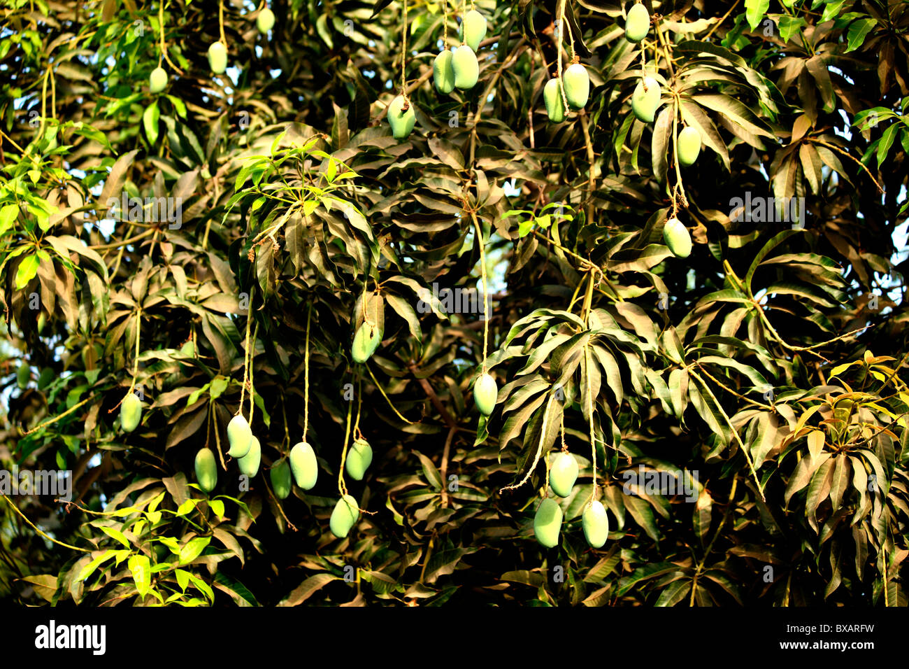Hanging mango hi-res stock photography and images - Alamy