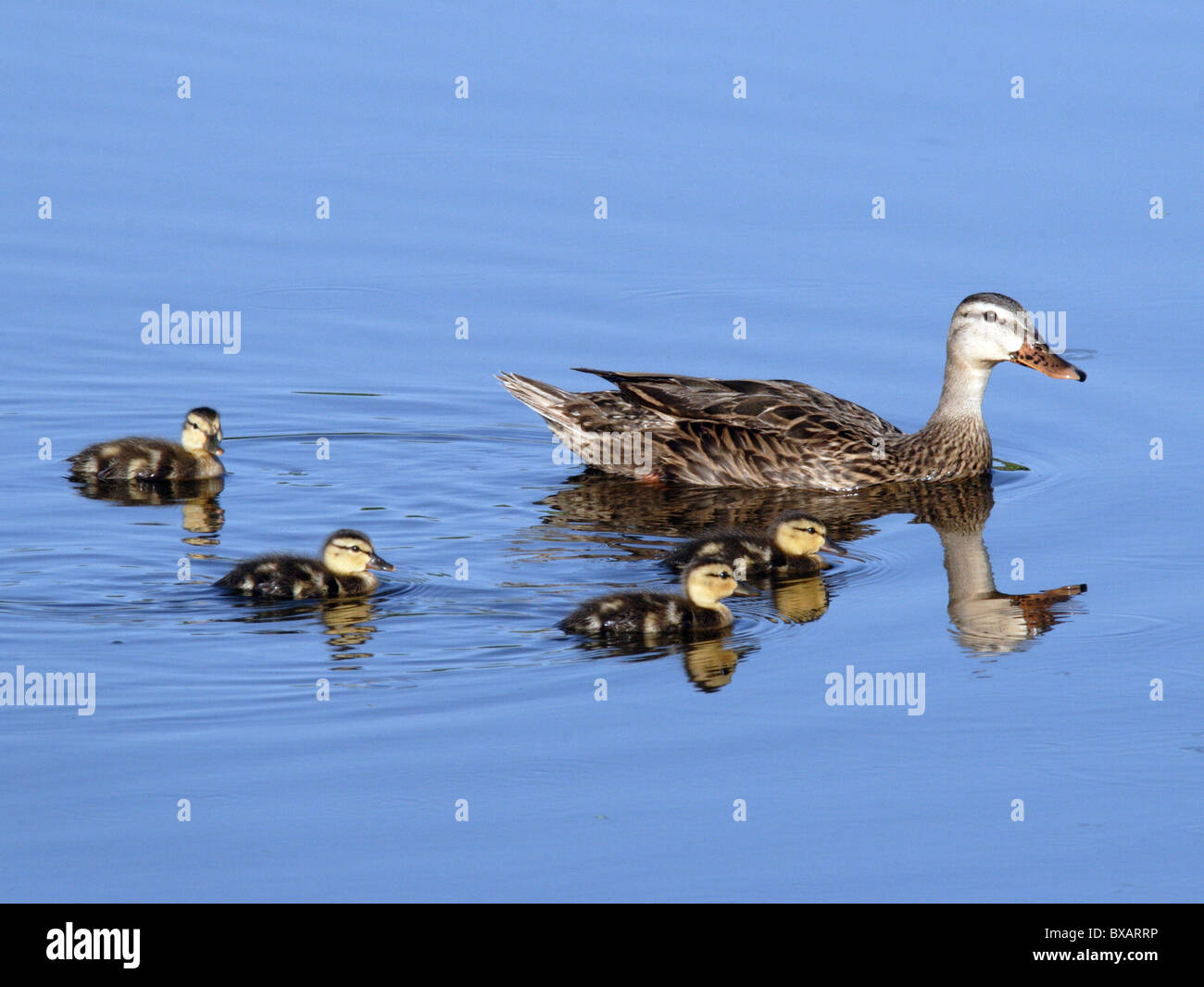 Family brood hi-res stock photography and images - Alamy