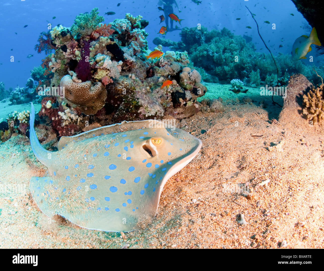Blue-spotted stingray (Taeniura lymma) head Stock Photo - Alamy