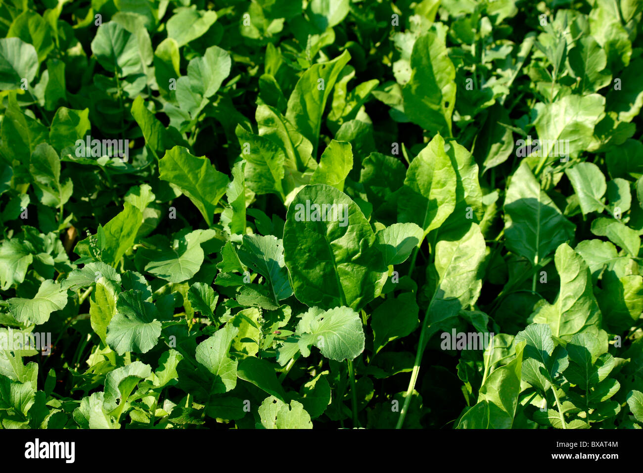 spinach (Spinacia oleracea Stock Photo - Alamy