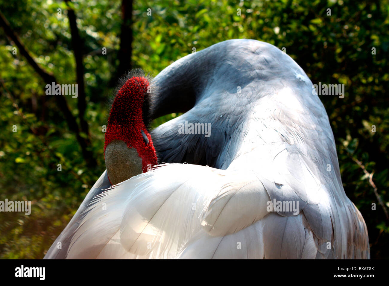 Indian crane bird hi-res stock photography and images - Alamy
