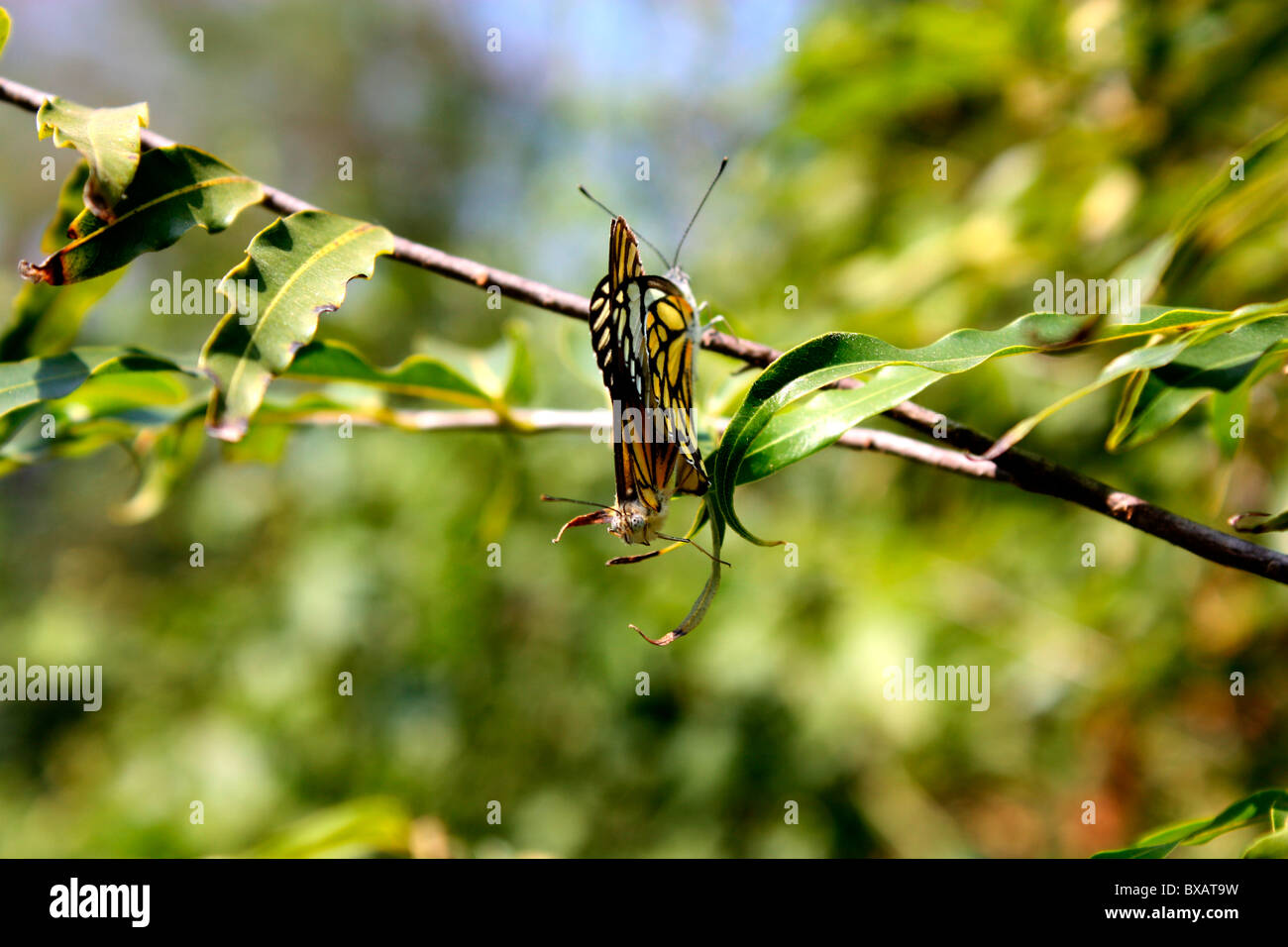 A butter fly Stock Photo - Alamy
