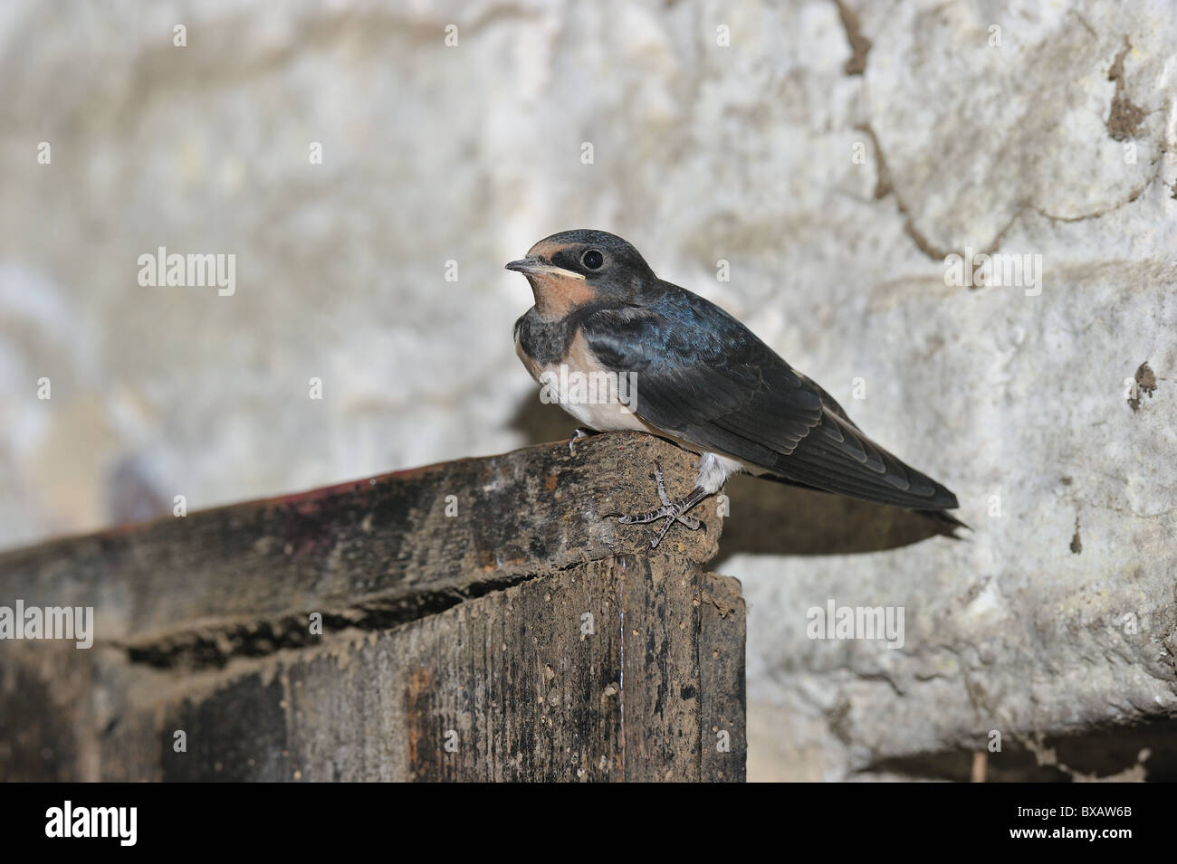 Barn Swallow (Hirundo rustica) fledged juvenile chick having just left ...