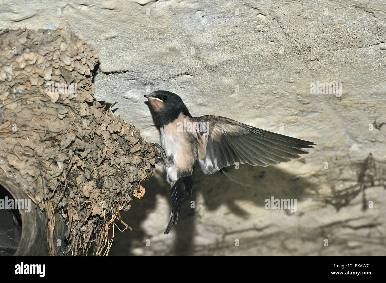 Barn swallow chick hirundo hi-res stock photography and images - Alamy