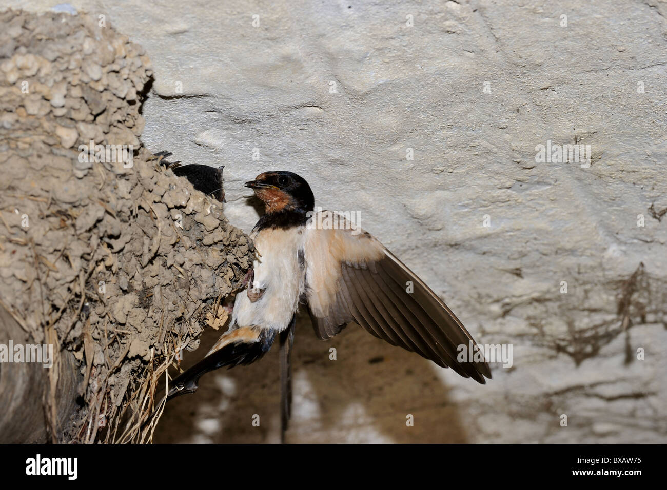Barn Swallow (Hirundo rustica) adult feeding fledged juvenile chicks in ...