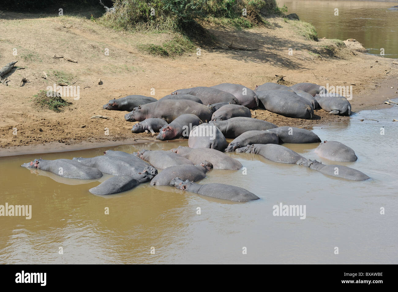 Hippopotamus - Hippo (Hippopotamus amphibius) group resting on the bank ...