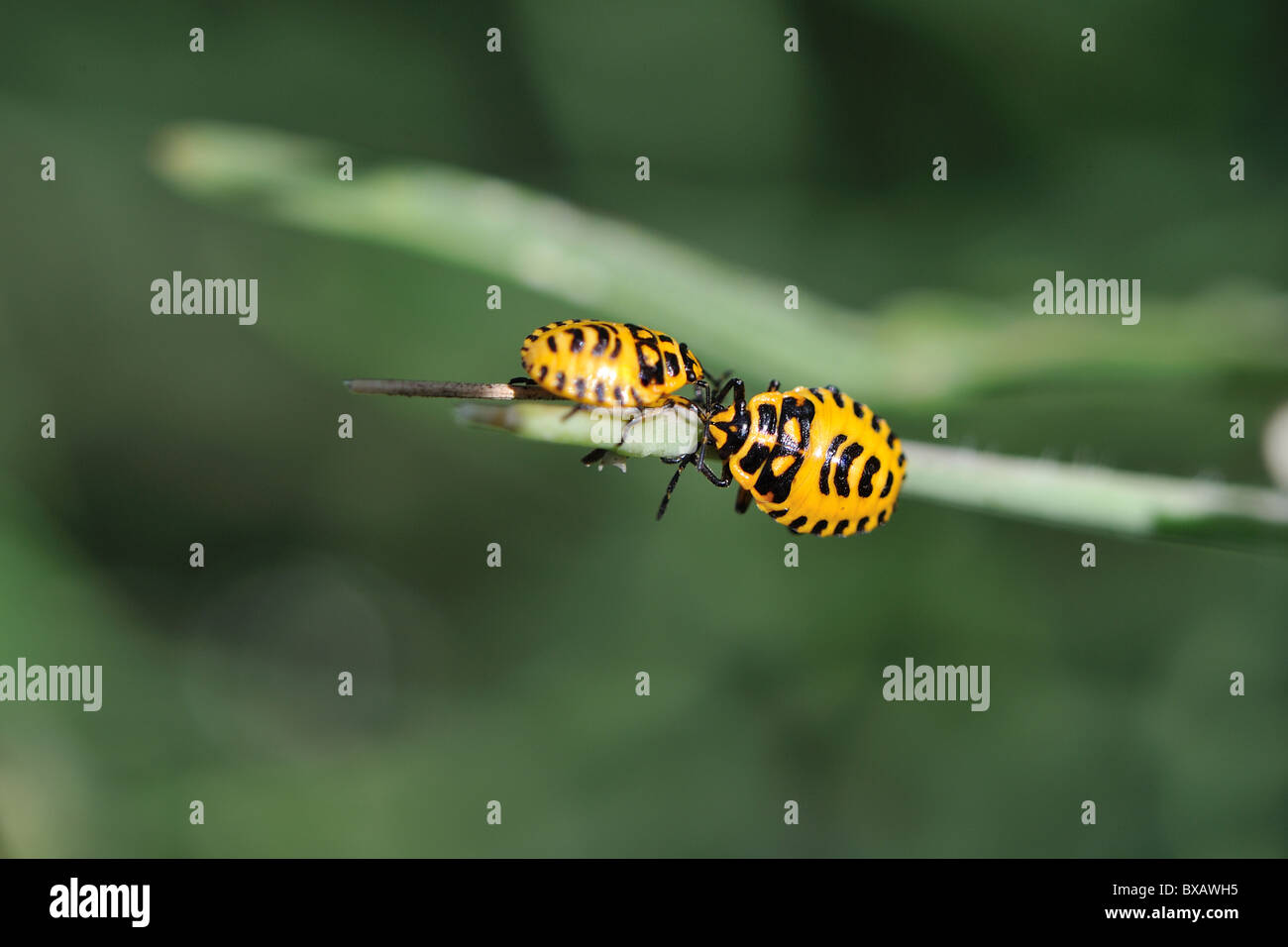 Pentatomid Bug High Resolution Stock Photography and Images - Alamy