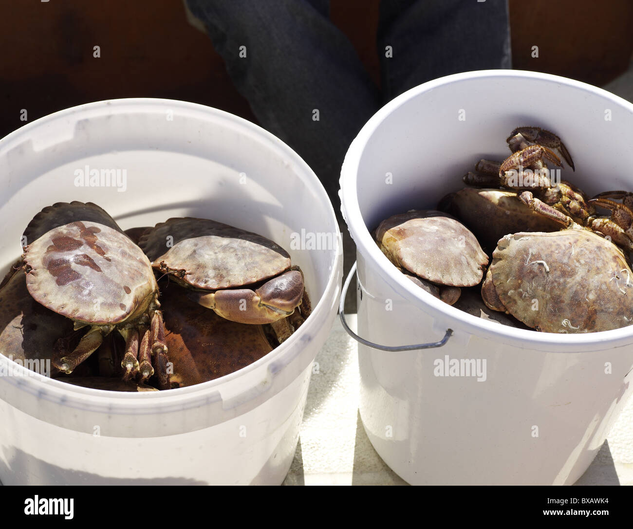 Crabs in buckets Stock Photo - Alamy