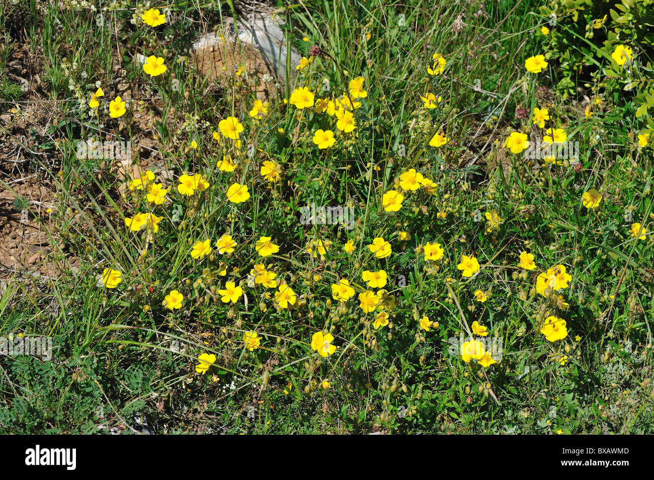 Common Rock-rose - Common Sun-rose (Helianthemum nummularium) blooming ...
